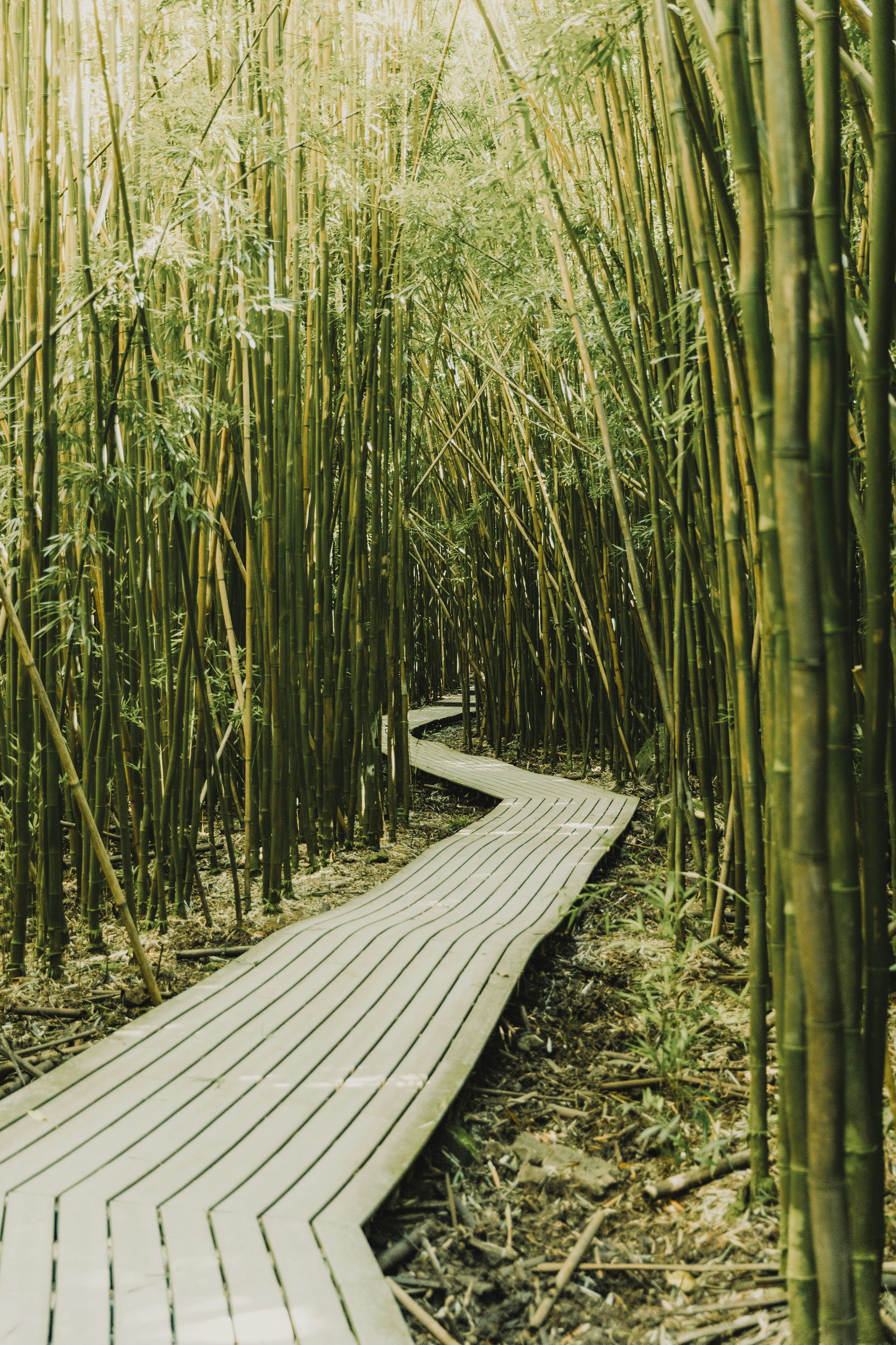 Découvrez la Bamboo Forest sur l'île de Maui à Hawaï